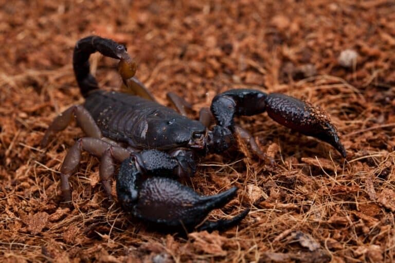 How to Keep Scorpions Off Your Property | Palmetto Wild Life Extractors
