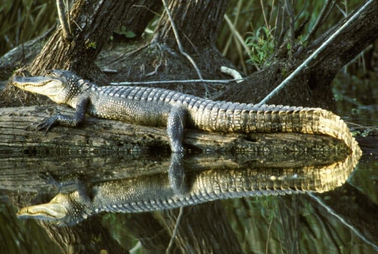 Alligator Rescued from Ohio River | Palmetto Wild Life Extractors