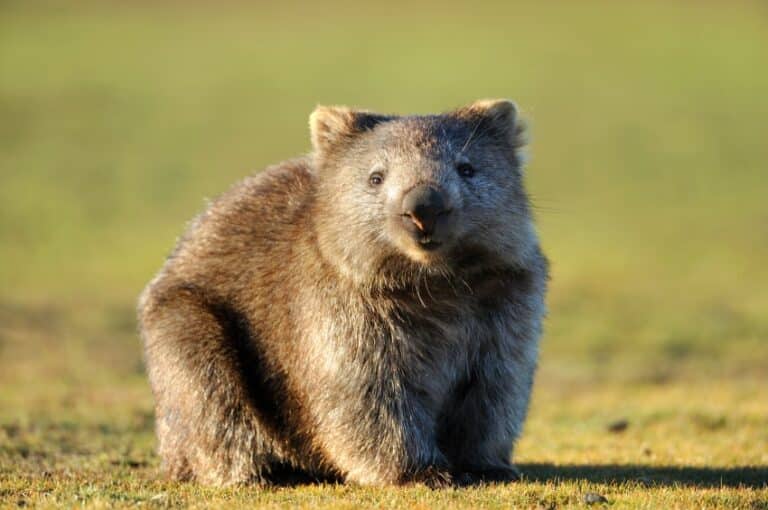 Fascinating Facts About Wombats | Palmetto Wild Life Extractors