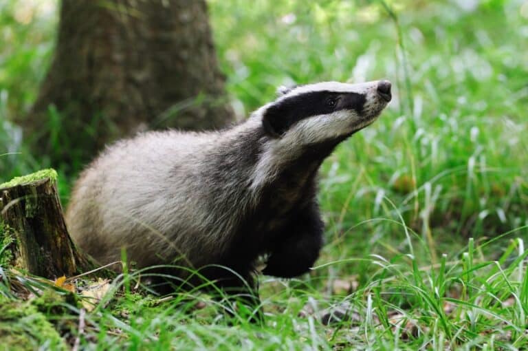 Fun Facts About Badgers | Palmetto Wild Life Extractors