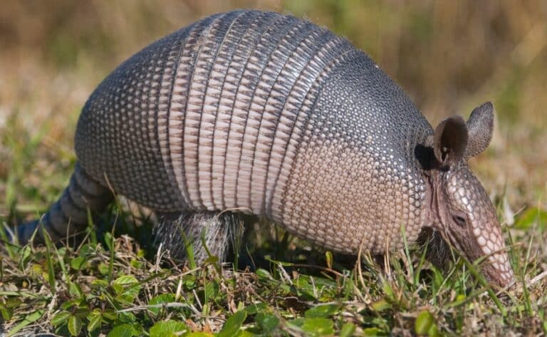 Known Facts About Armadillos | Palmetto Wild Life Extractors
