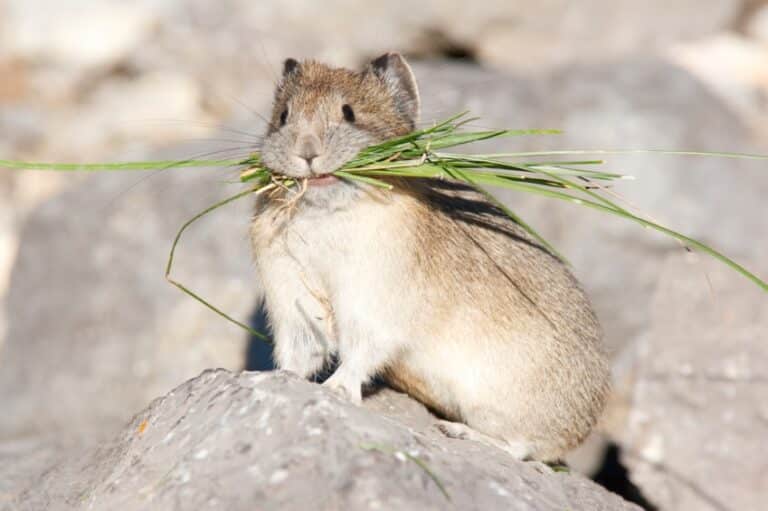 Interesting Facts You Might Not Know About American Pika | Palmetto ...